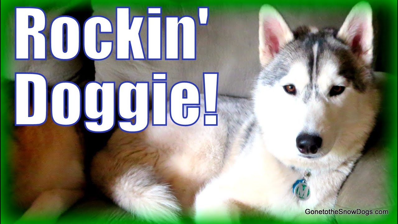 ROCKIN' DOGGIE GIVEAWAY! | Dog Tags - YouTube
