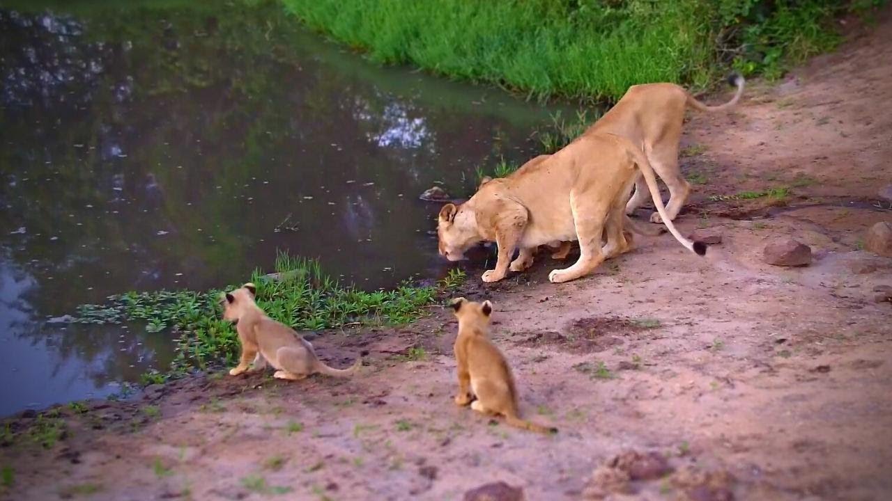 5 Cute Lion Cubs Playing At Naledi Dam - YouTube