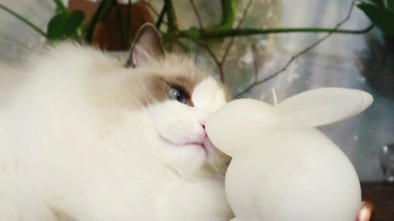 COBI AND LUCY Cat Videos #11 - YouTube