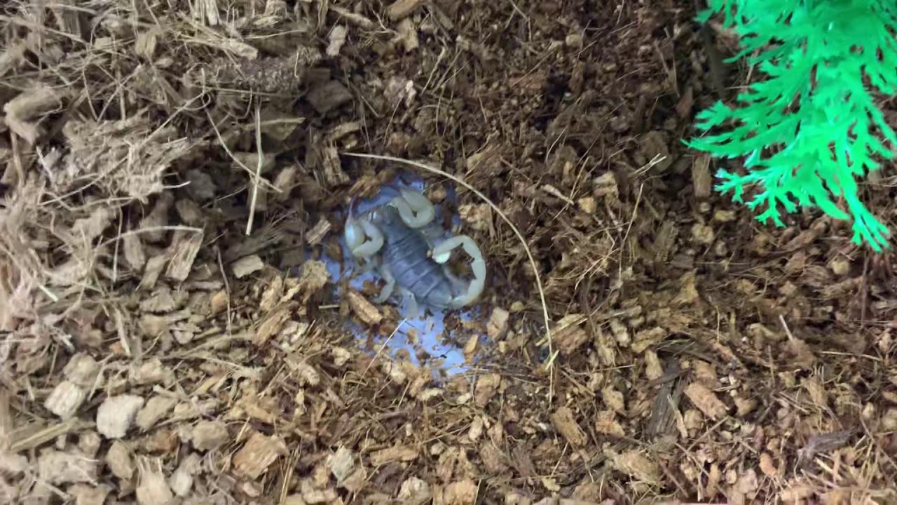 Flinders Ranges Scorpions | Reptile Shop Melbourne - YouTube