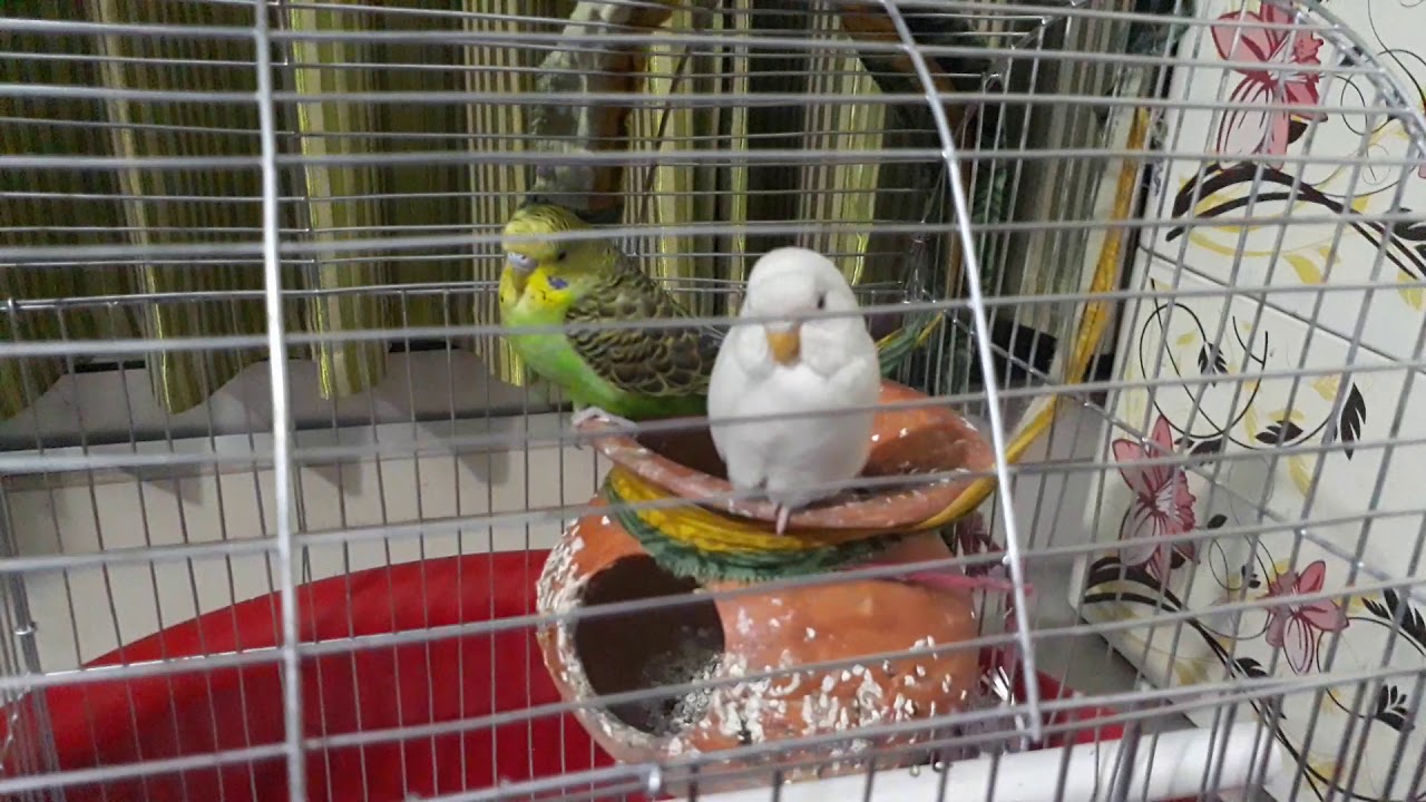 Winter care of Bajigar bird 😊🐦 - YouTube