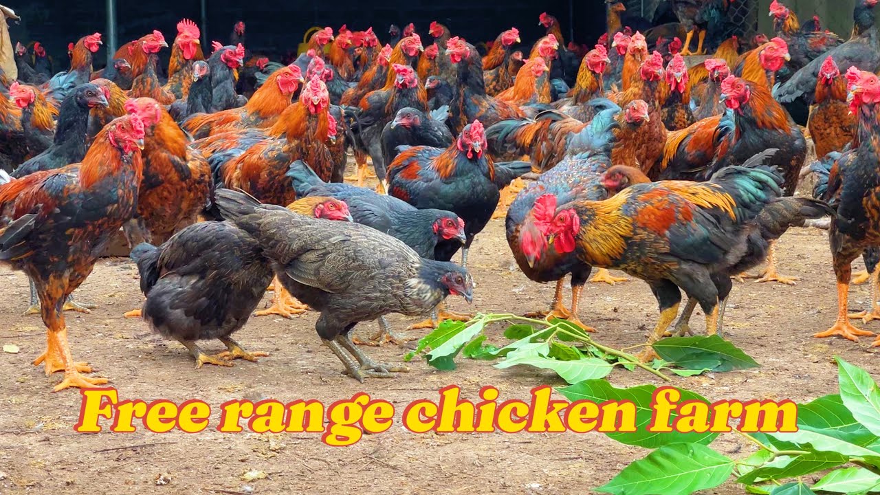 Free-range chicken farm - Raising 2,000 free-range chickens , How ...