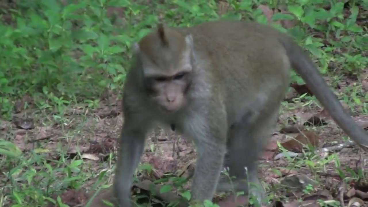 best of FUNNY MONKEYS Videos Compilation - YouTube