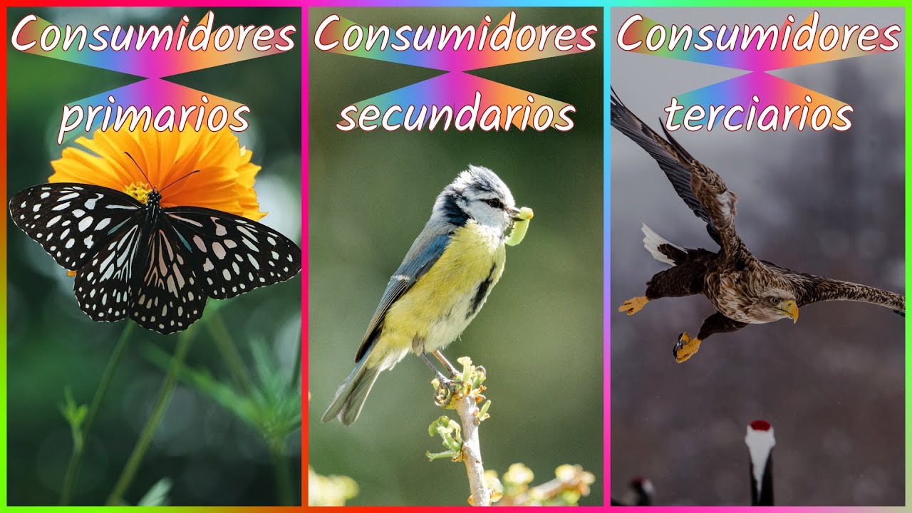 ¿Cuáles son los Organismos Consumidores Primarios, Secundarios y ...