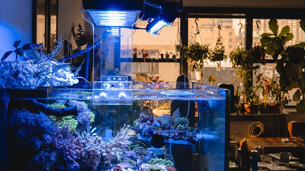 Waterbox Lagoon Reef Tank Update and Equipment Overview - YouTube