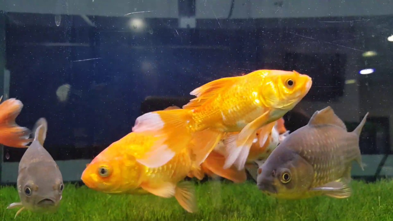 Beautiful Fancy Goldfish - YouTube