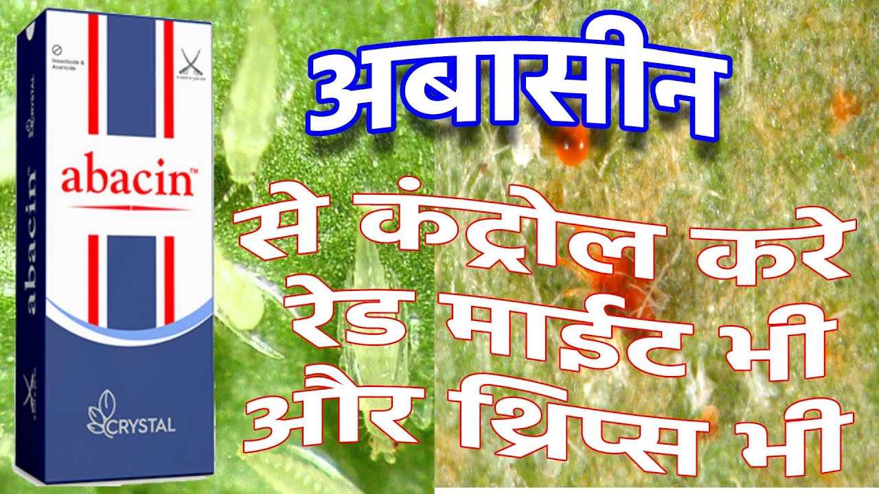 आबासीन से माईट और थ्रिप्स कैसे कंट्रोल करे /Crystal Abacin Mite Control ...