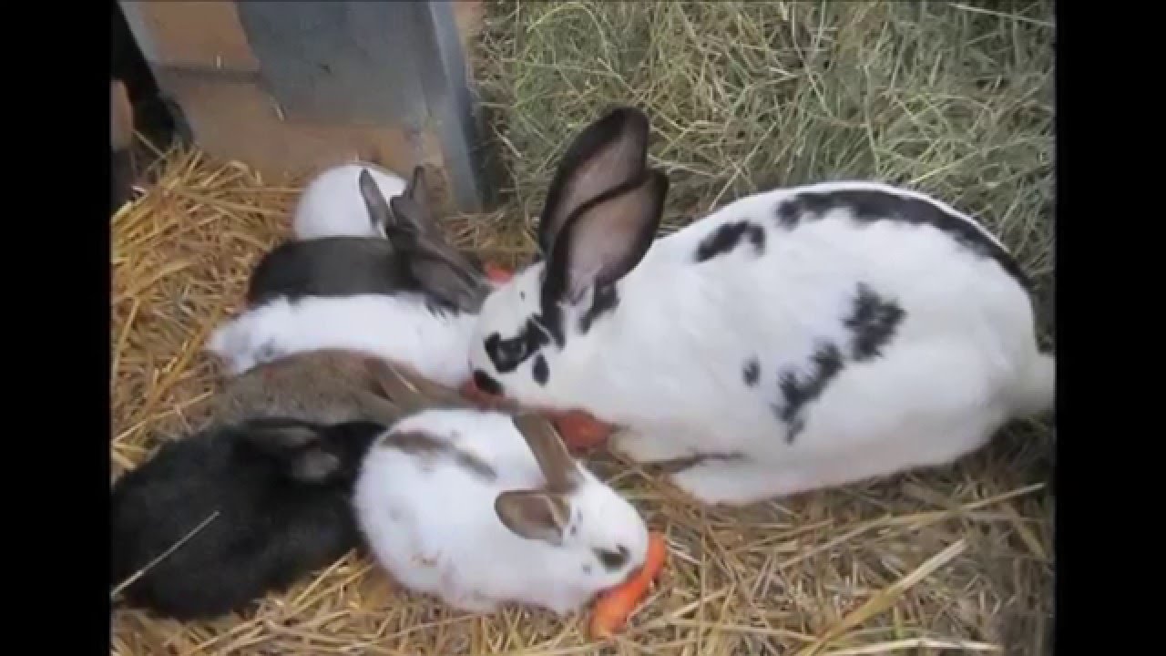 Papillon Anglais - YouTube