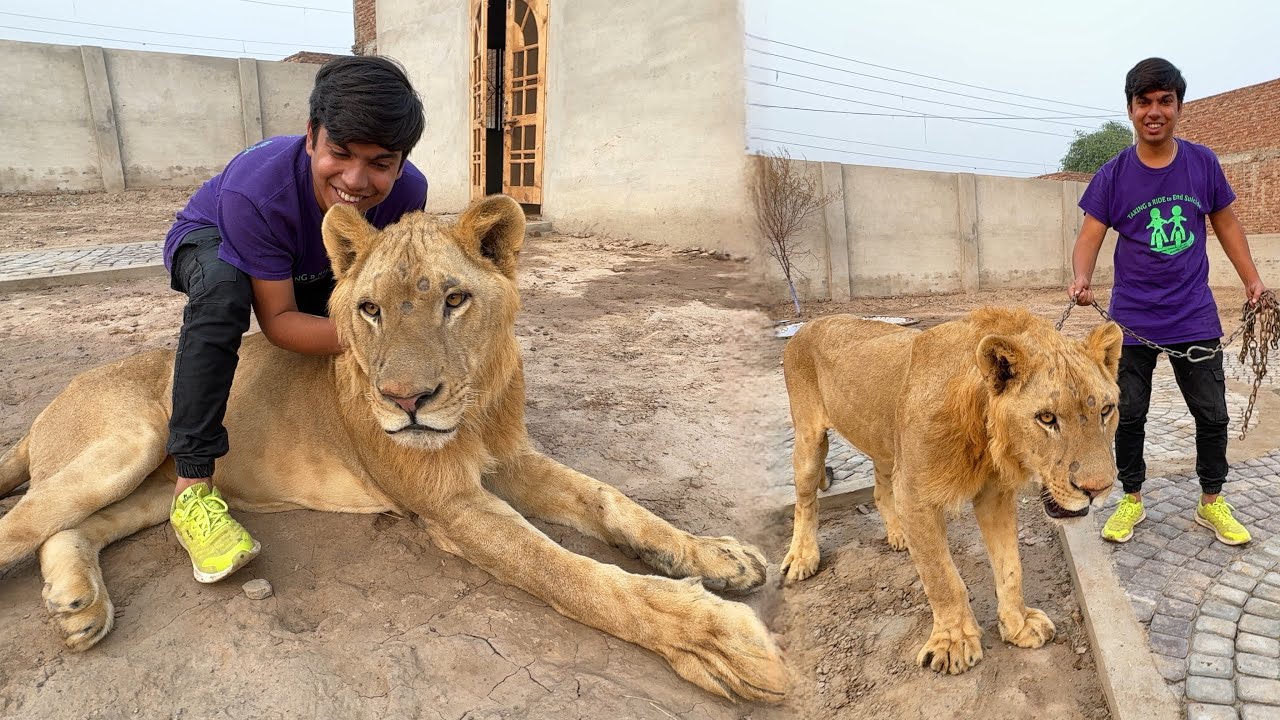 Lion Sy Friend Ship Kr Li 😍 Lion Name Done - YouTube