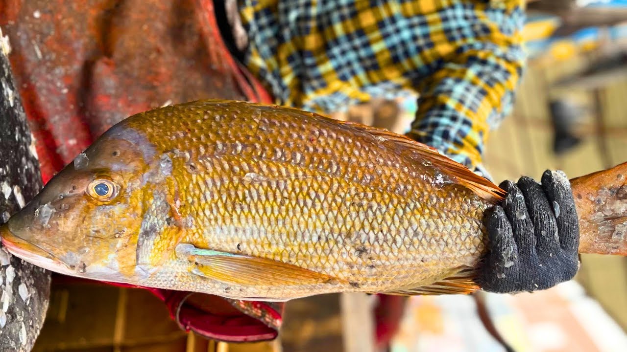 KASIMEDU FISH CUTTING | HD VIDEO | IN KASIMEDU | CUTTING FOCUS 🔪 - YouTube