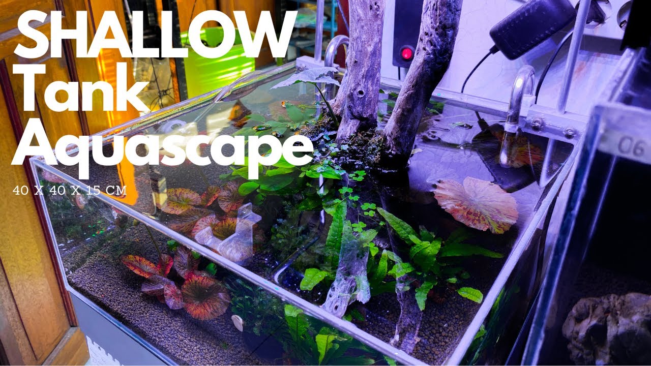 Shallow tank Aquascape 40cm - YouTube