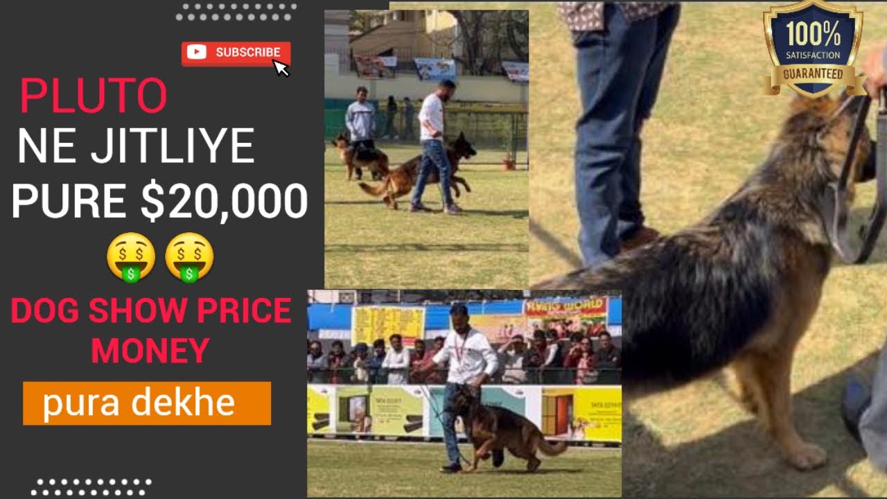 German shepherd Performance in Dog Shows 💥😱Part-2 - YouTube