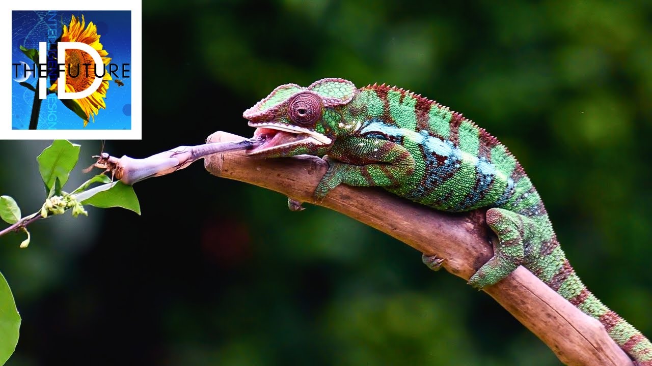 How Animal Complexity Challenges Evolution - YouTube