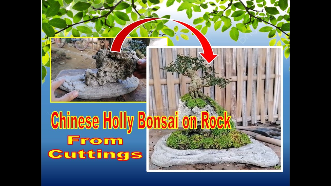 Full Video: Chinese Holly Bonsai on Rock, Penjing Style #Bonsai - YouTube