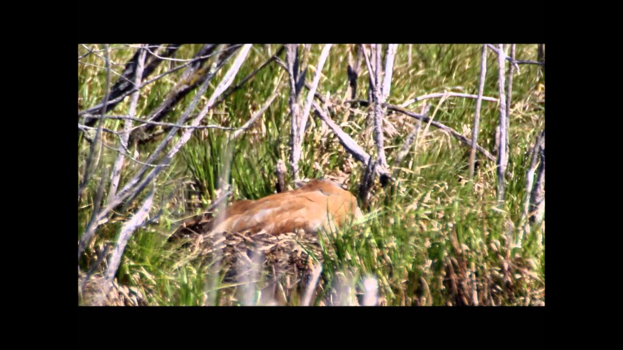 Grue du Canada / Sandhill Crane / Dundee,Qc 28/4/2012 - YouTube