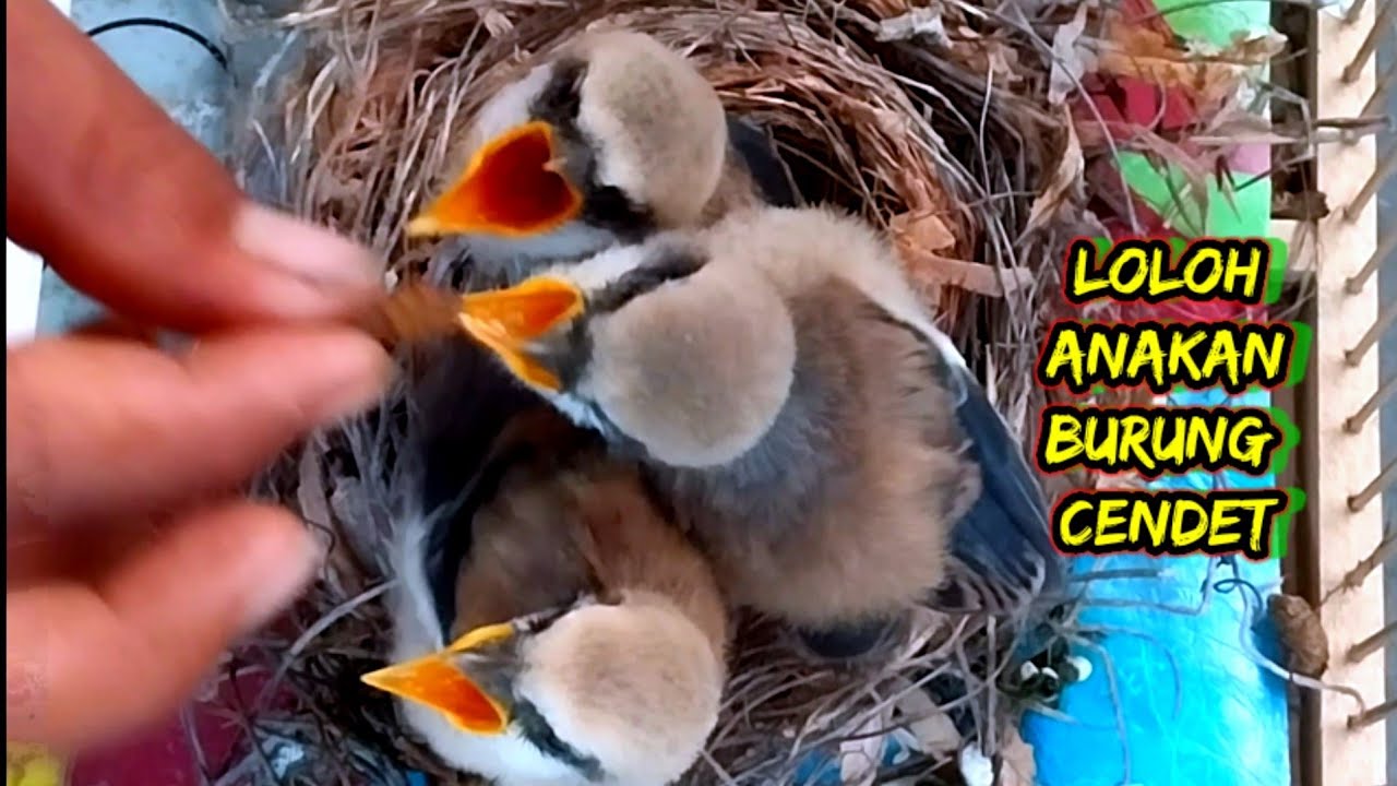anakan burung cendet imut - imut !!! - YouTube