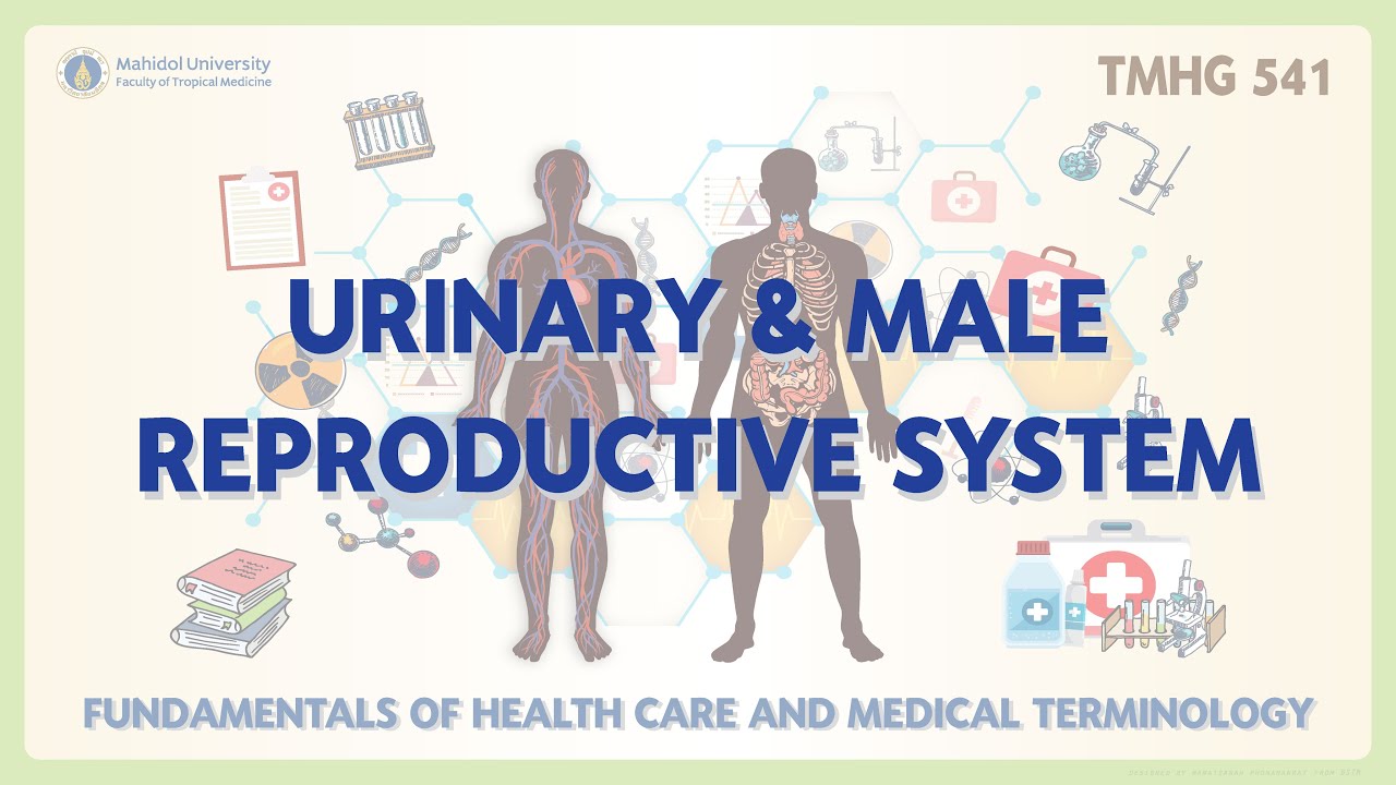 Urinary & Male Reproductive system - YouTube