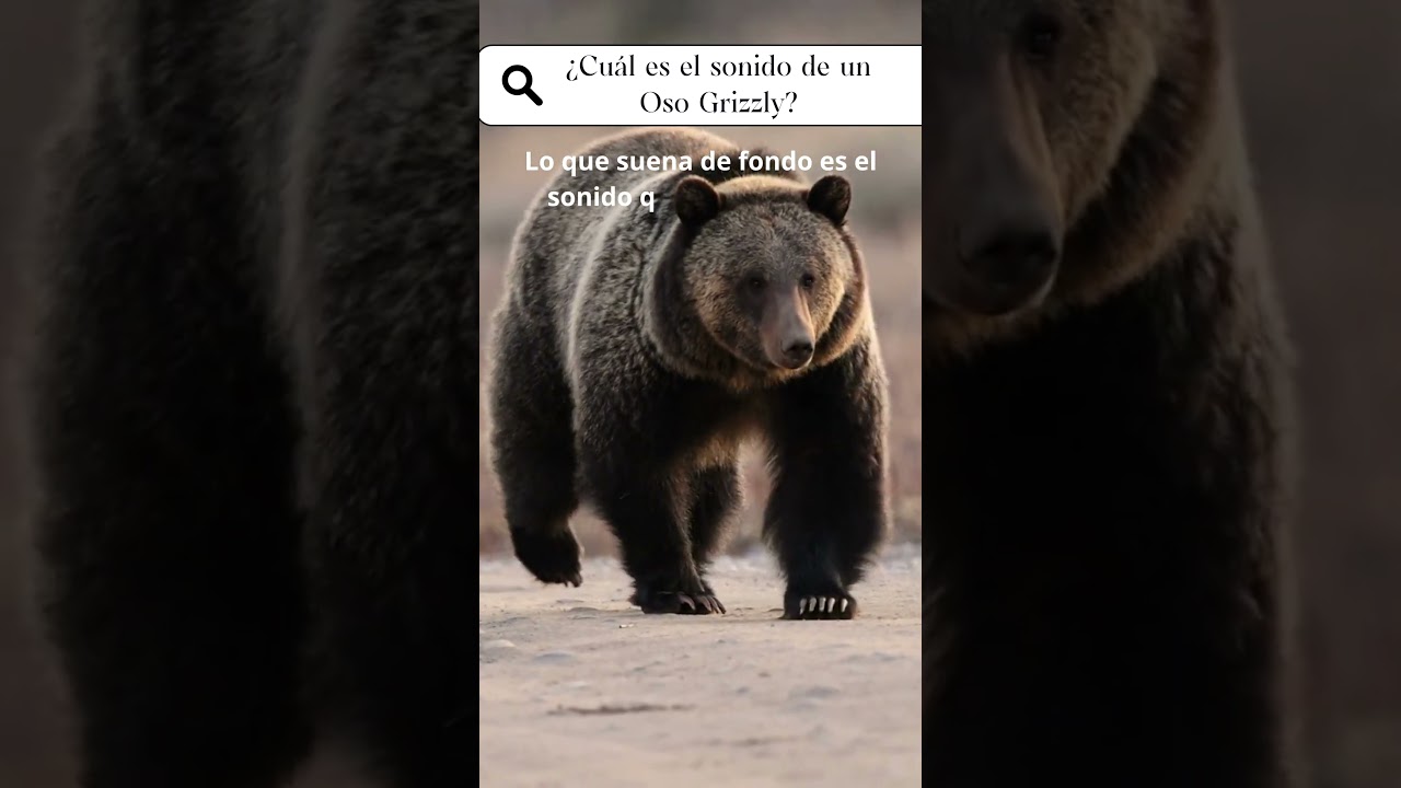 Dibujo De Rugido De Oso Grizzly