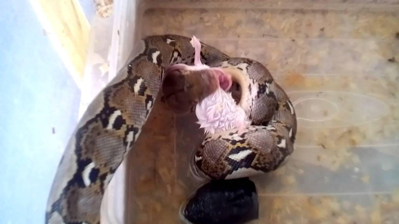 Feeding baby retic sumatra. #1 - YouTube