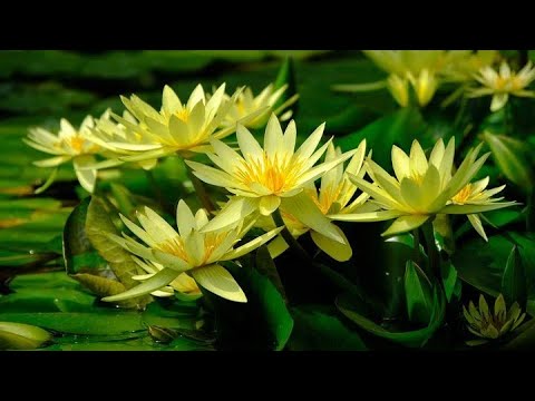 Beautiful yellow lotus images video by SS TELUGU CHANNEL #ssteluguchannel