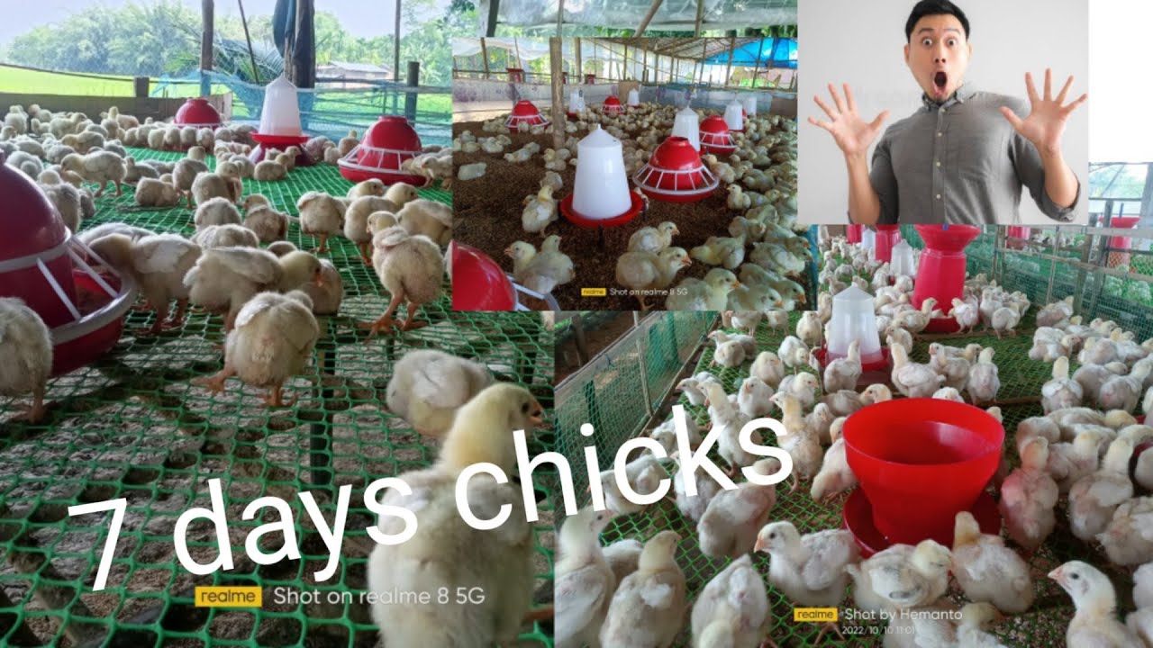 cage farming brooding system /new business/poultry farming/broiler ...