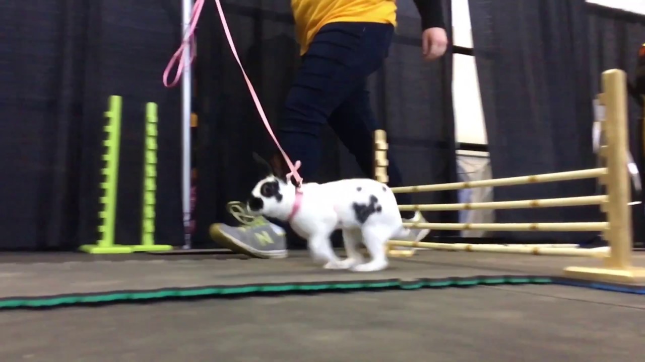Rabbit hopping at the 2017 Pennsylvania Farm Show - YouTube