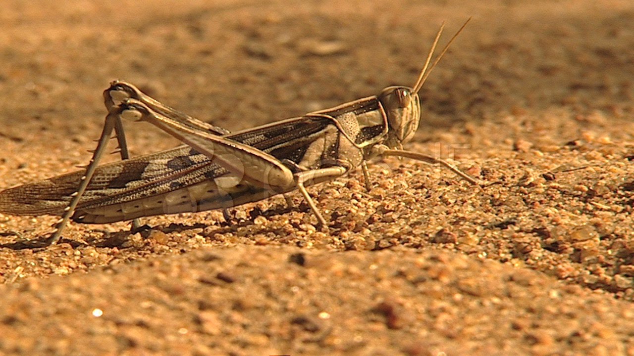 Grasshopper Walks By. Stock Footage - YouTube