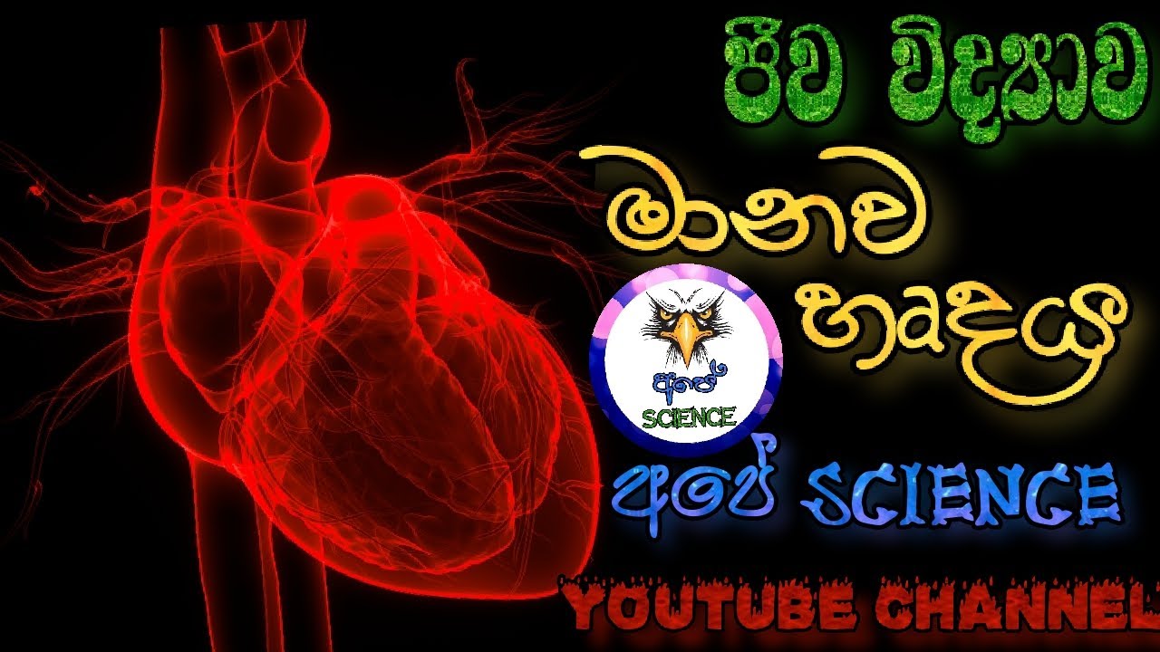 මානව හෘදය හා ව්‍යූහය / Human heart and structure / AL biology lesson in ...