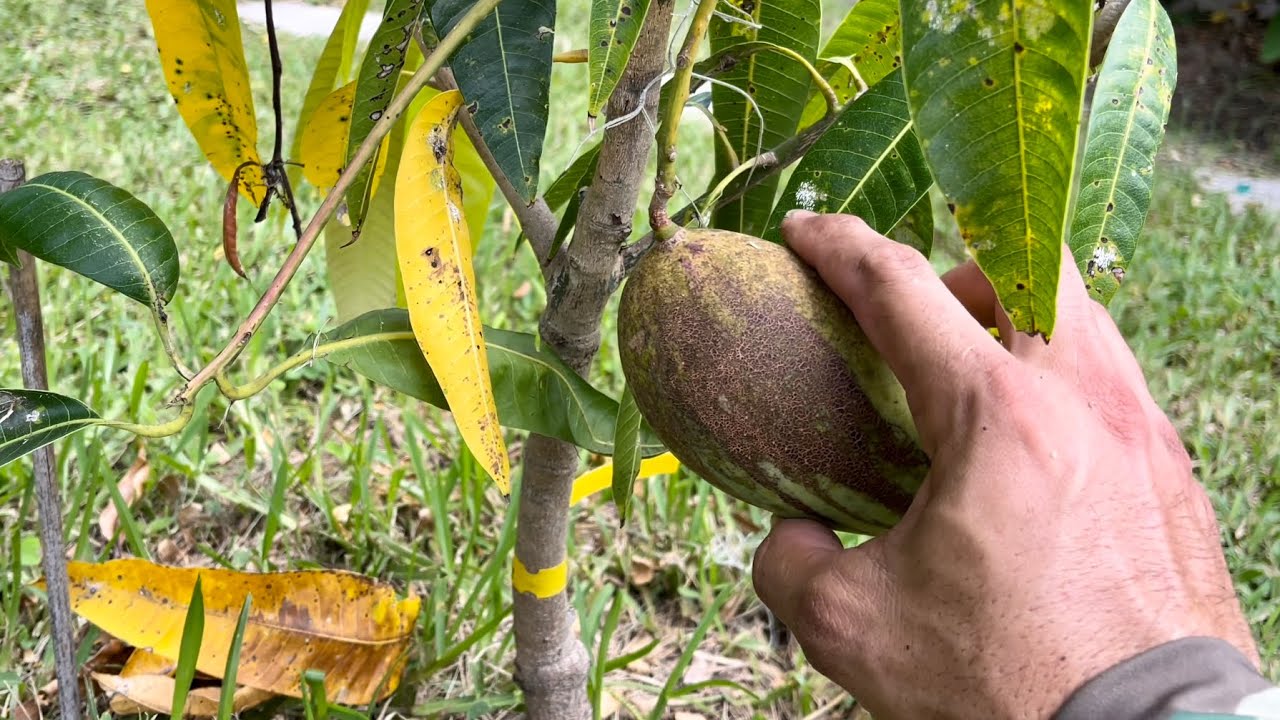 Mango Bend Test - YouTube