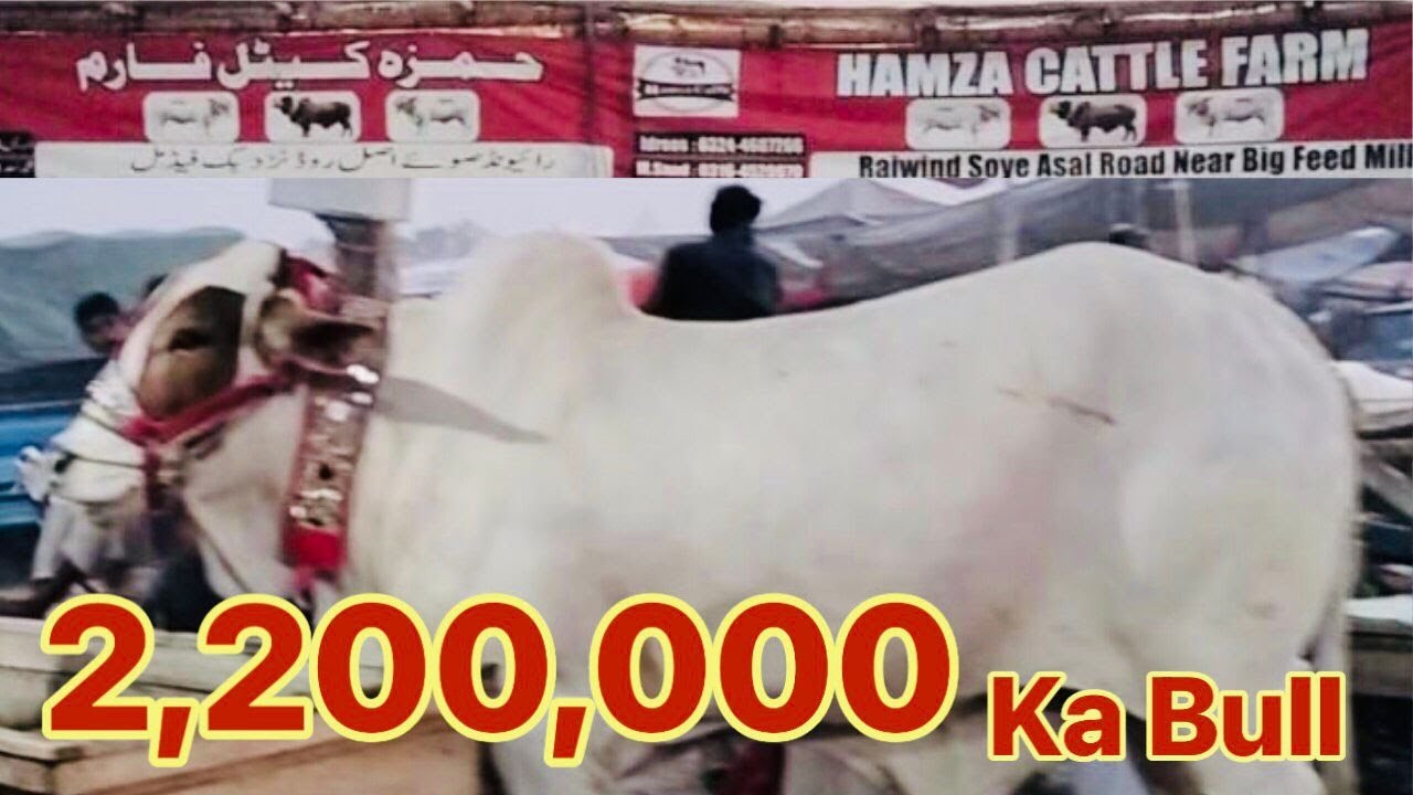 Wild Bulls In Valencia Bakra Mundi || Qurbani 2023 || Bird Tales - YouTube