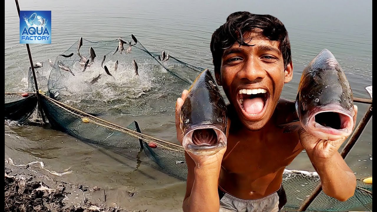 Catla Rohu Fish Farming | Village Fishing | Mixed Fish in deep Pond ...