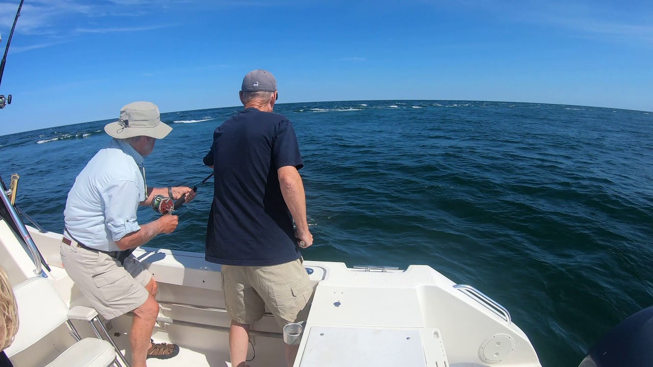Catching a Bluefish off Cape Cod 4K 07/26/2019 - YouTube