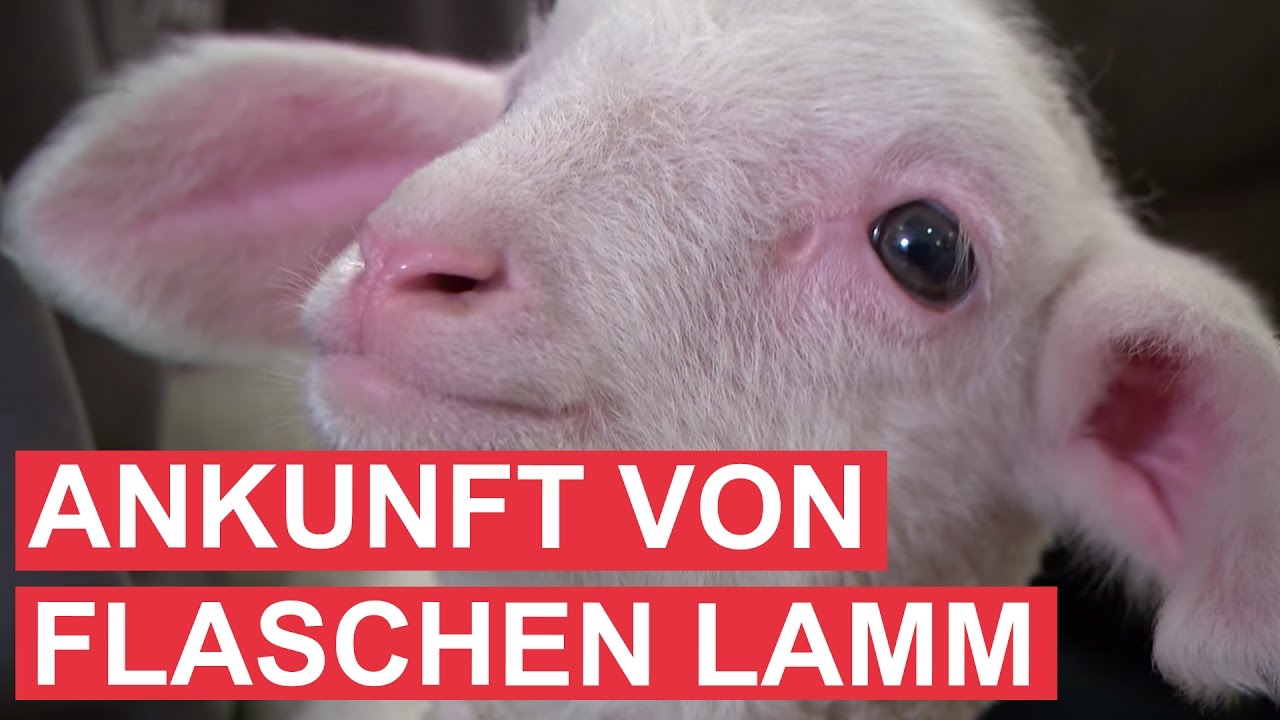 Ankunft von Flaschen-Lamm Shaun - YouTube