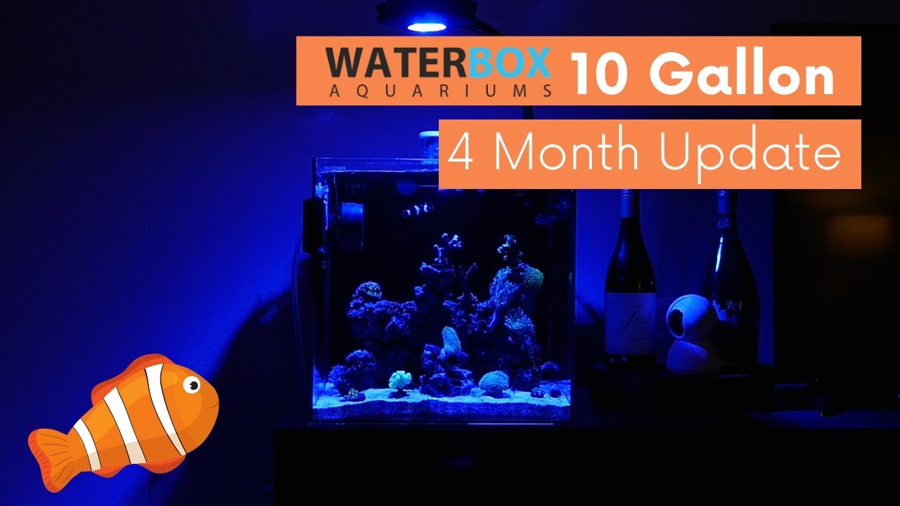 WaterBox 10 Gallon Cube 4 Month Reef Tank Update - YouTube
