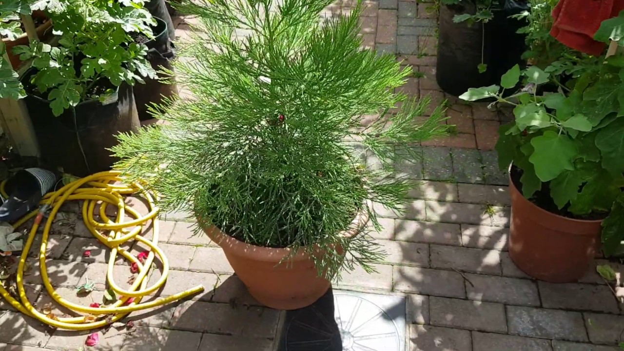 Giant redwood sequoia grown in pot - YouTube