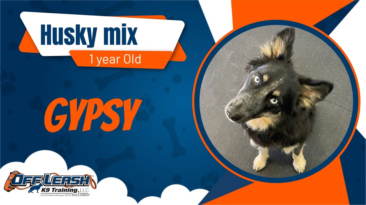 Amazing transformation | Gypsy | Huskey mix | 1year | Indianapolis off ...