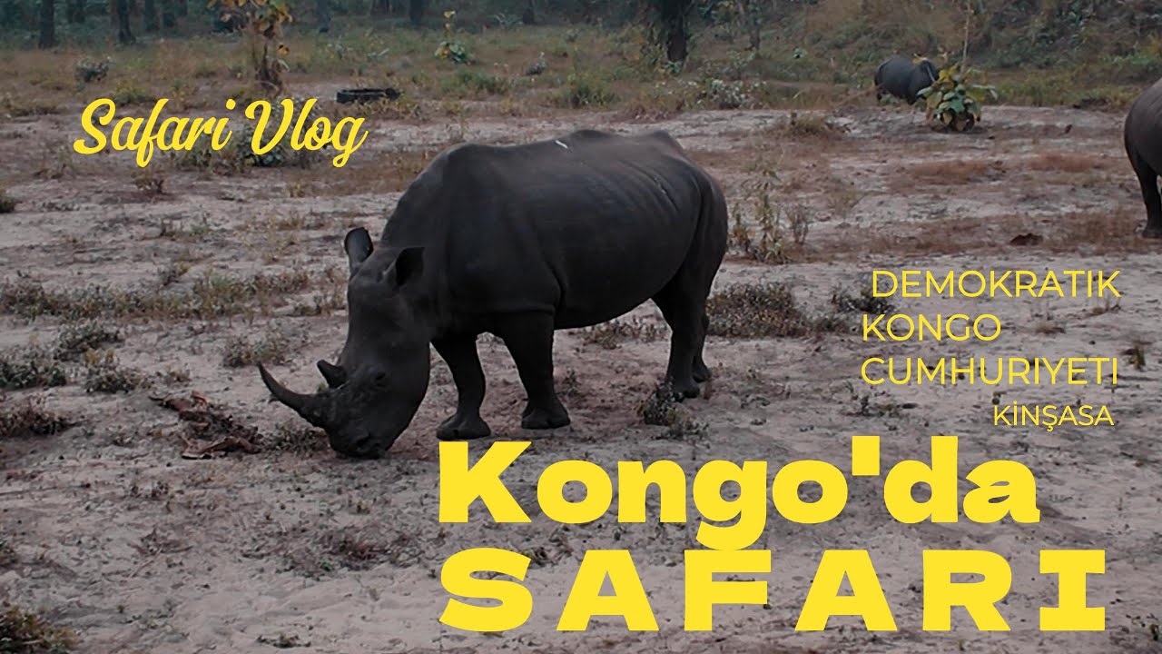 SAFARİ / Vlog-1 -AFRİKA /D. Kongo Cumhuriyeti - YouTube