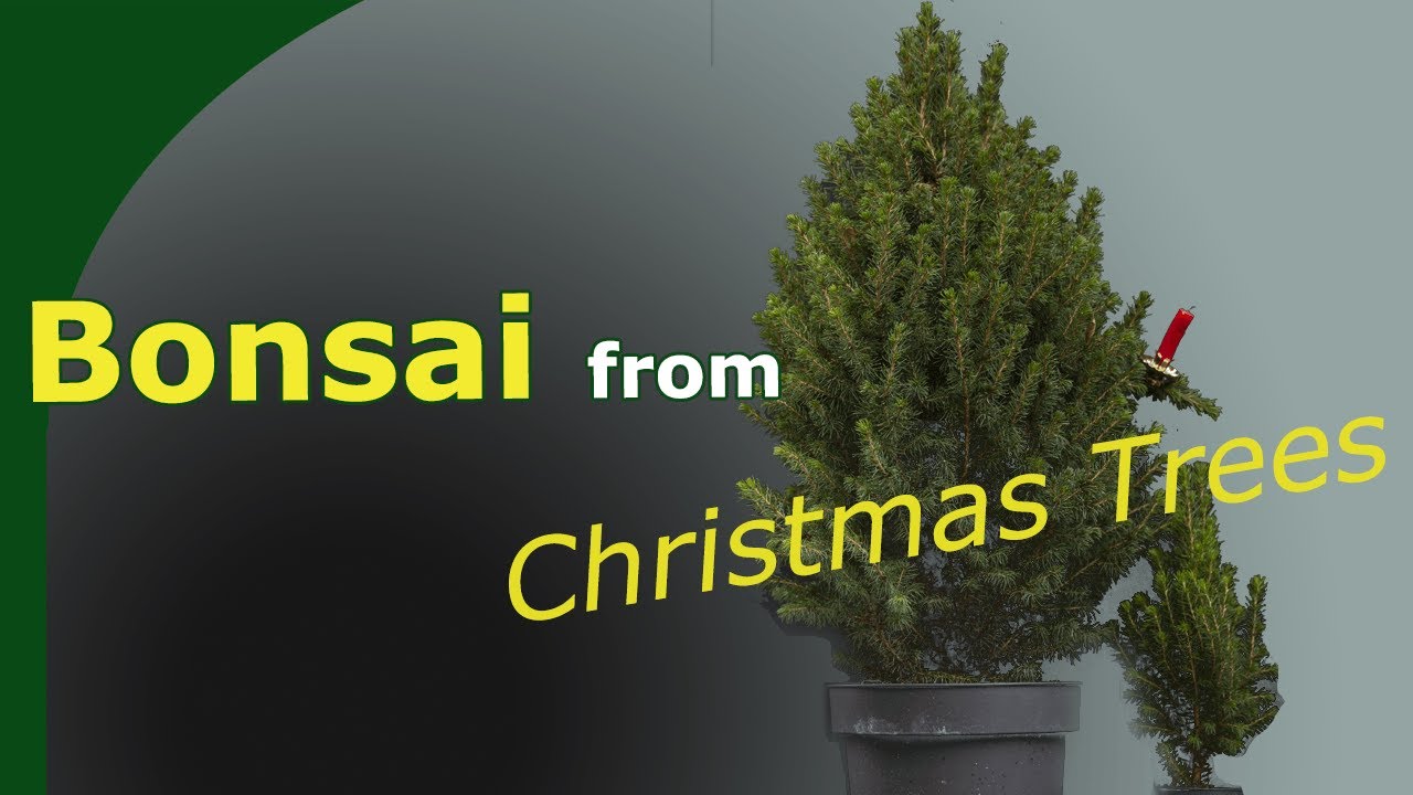 Making a Bonsai from a Christmas tree - YouTube