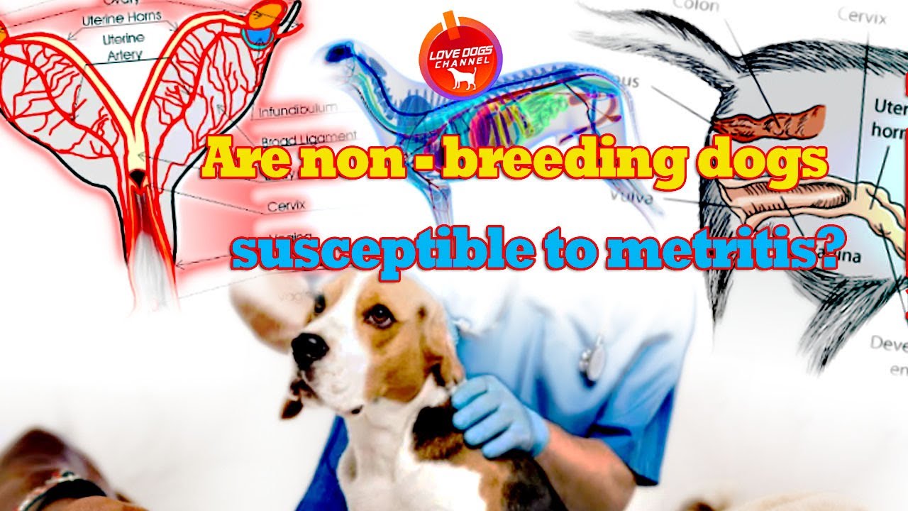 Are non breeding dogs susceptible to metritis - LDC 29 #shorts#dogs ...