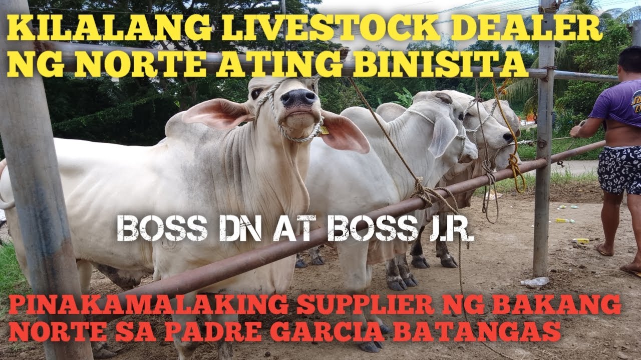 Bakang Norte ba hanap mo?nasa Batangas Lang yan..Livestock Dealer ...