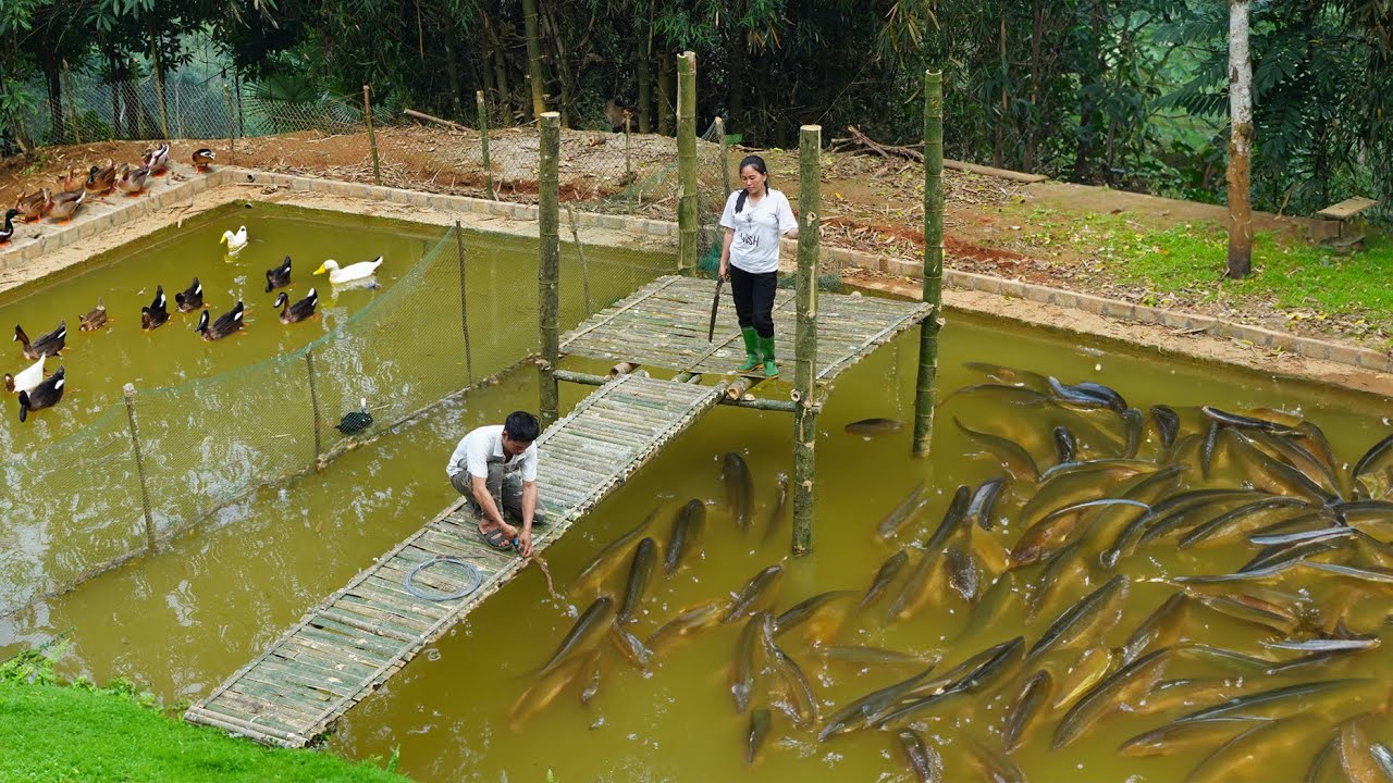 Robert Building a bamboo house on the water, Building a pond, raising ...