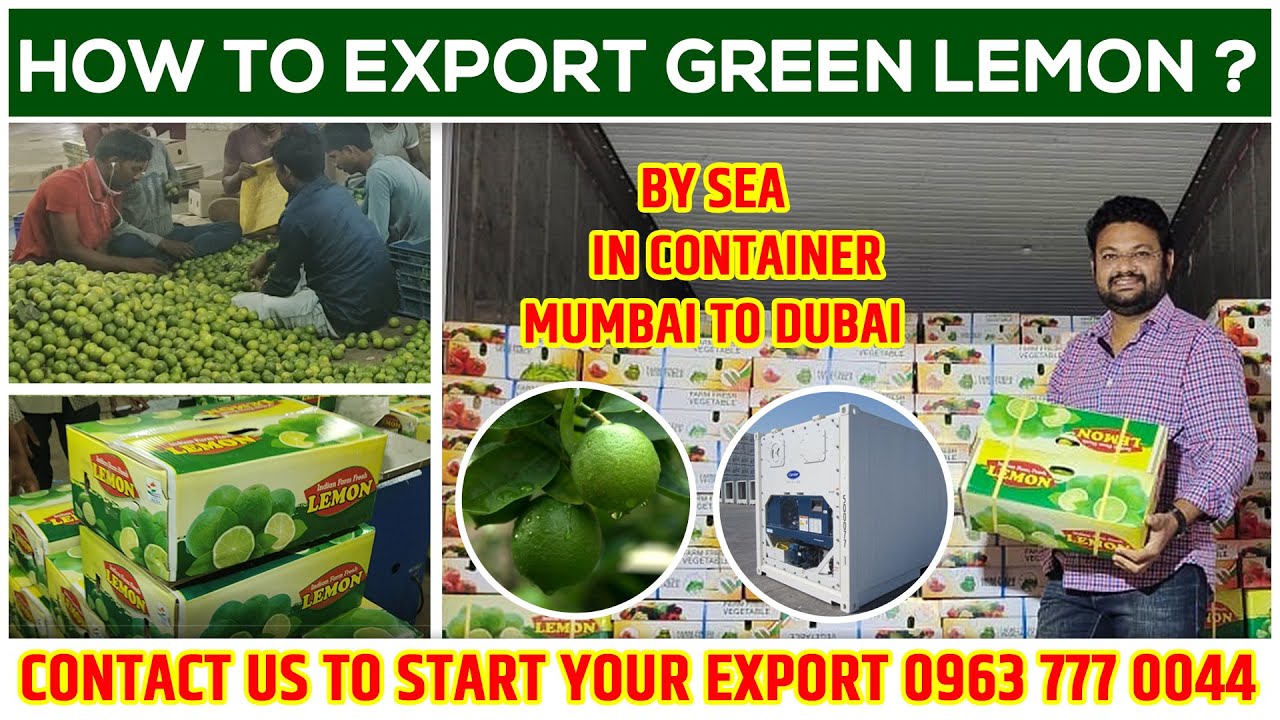 Green Lemon Export from Mumbai to Dubai. How to export vegetable? How ...