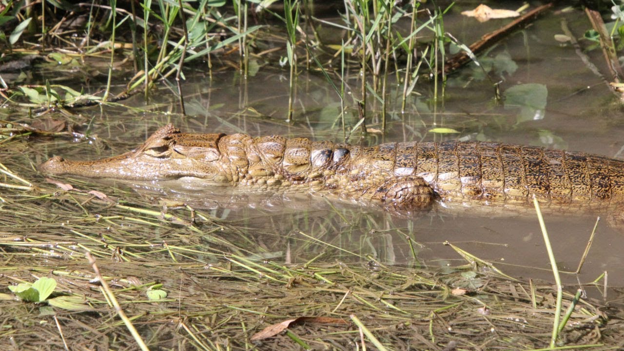 Wild Spectacled Caiman - The Everglades - Florida - YouTube
