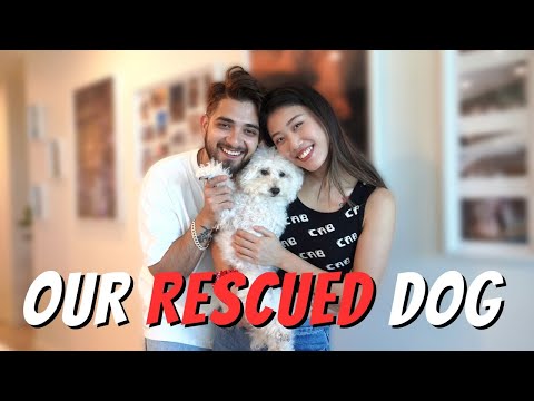 Spend A Day With Our 3 Leg Rescued Dog