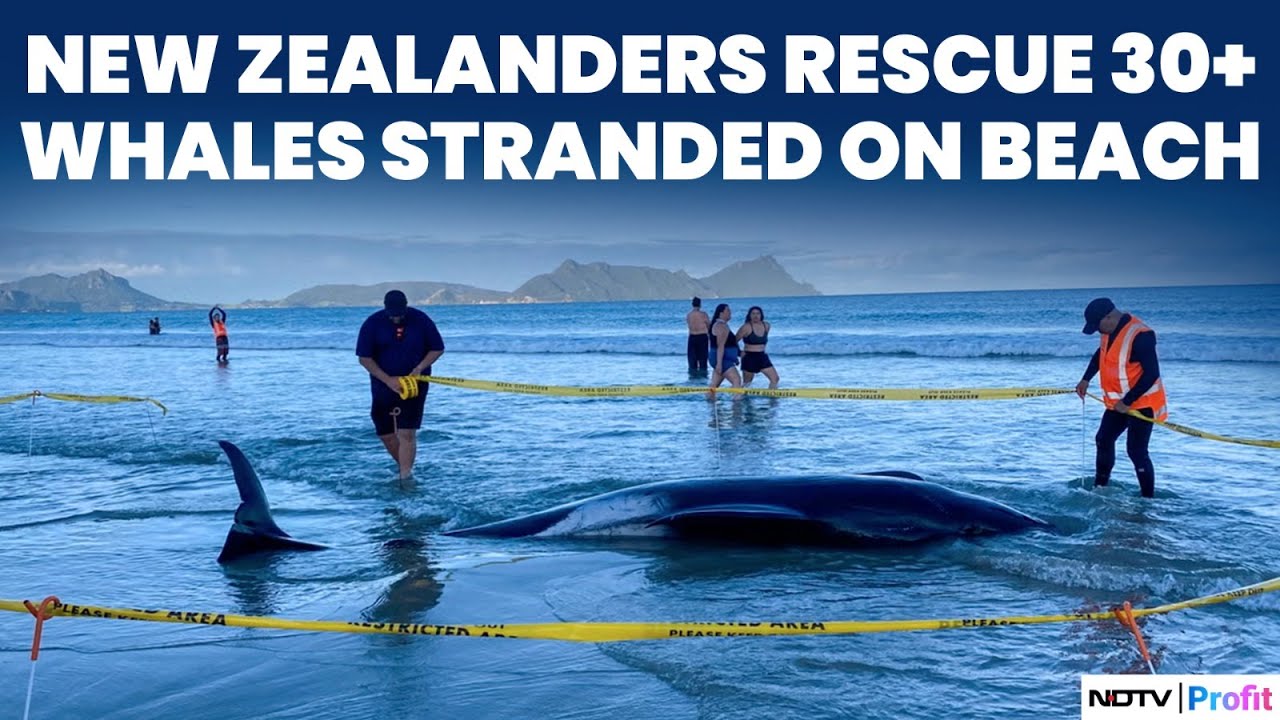 Whale Rescue