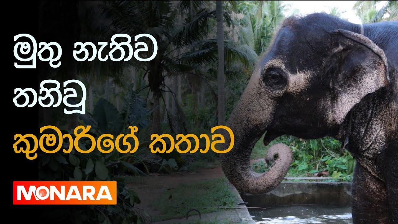 මුතු නැතිව තනිවූ කුමාරිගේ කතාව || Muthu Raja Tusker || kumari elephant ...
