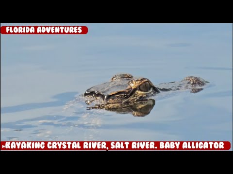 Kayaking Crystal river in Crystal River Florida. Cute little baby ...
