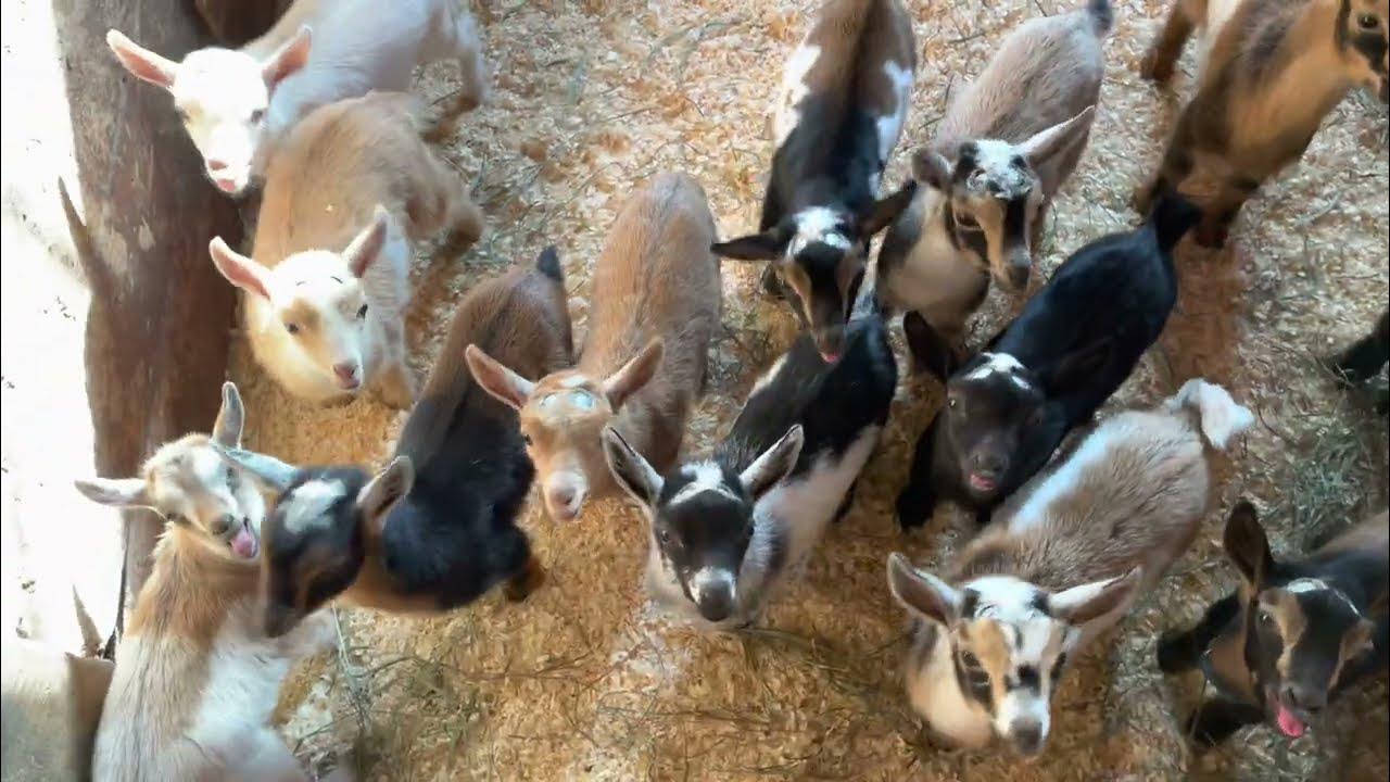Good Morning Goats @SunflowerFarmCreamery - YouTube