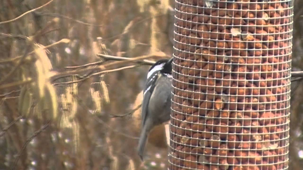 Sortmejse - Coal Tit - YouTube