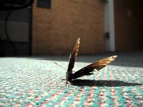 Slow Wing Exercise for Tired Butterfly on Windy Day - YouTube